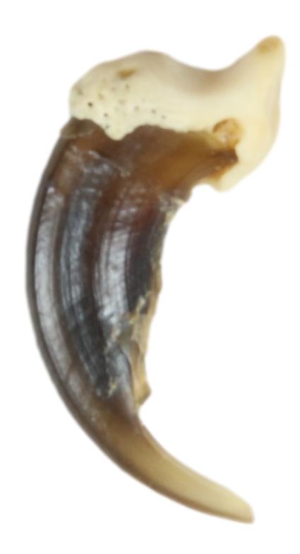 do coyotes have claws