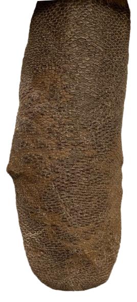 Beaver Pelt Complete W/Tail & Feet – White Elk Traders