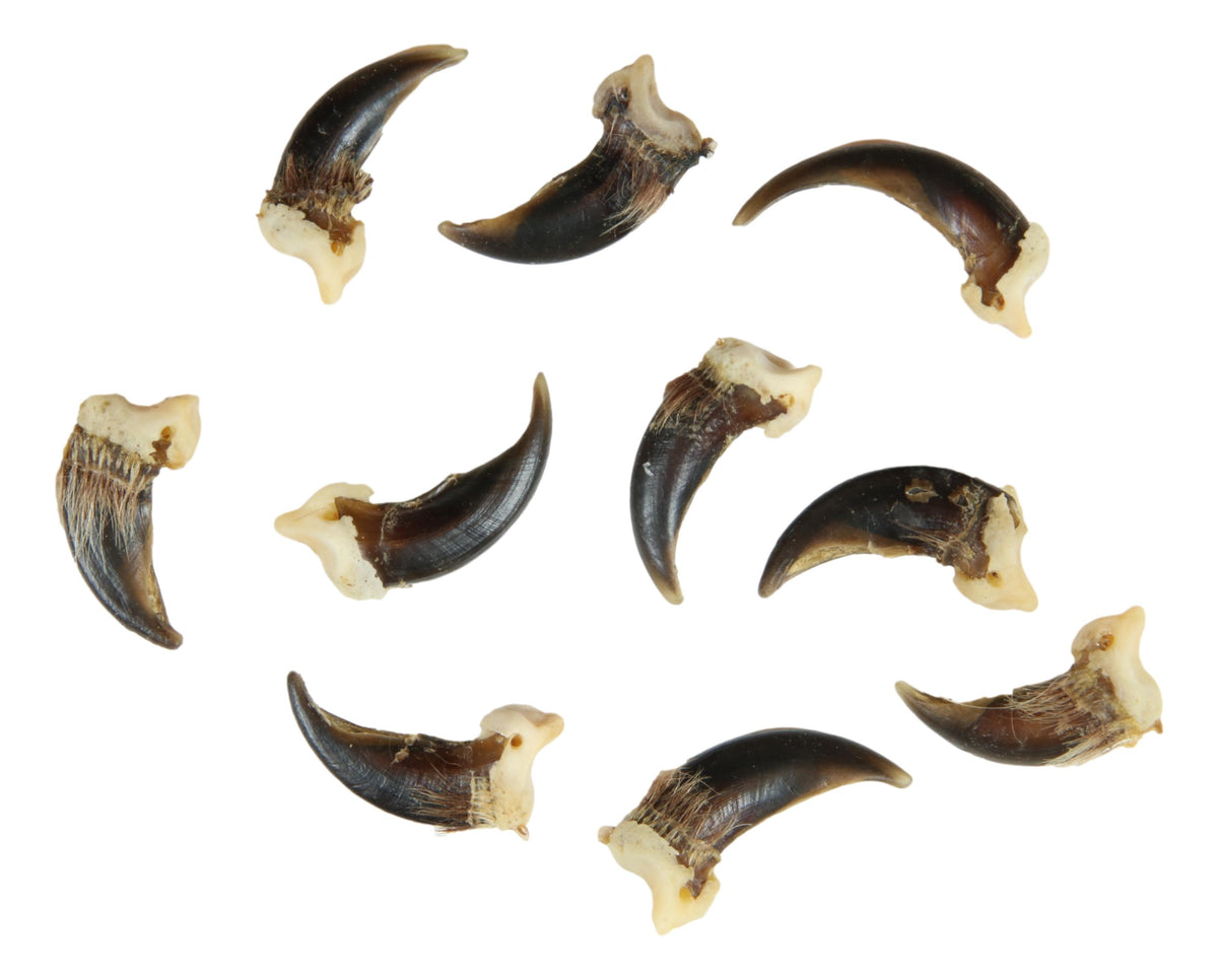 Coyote Claws - Assorted Sizes – White Elk Traders